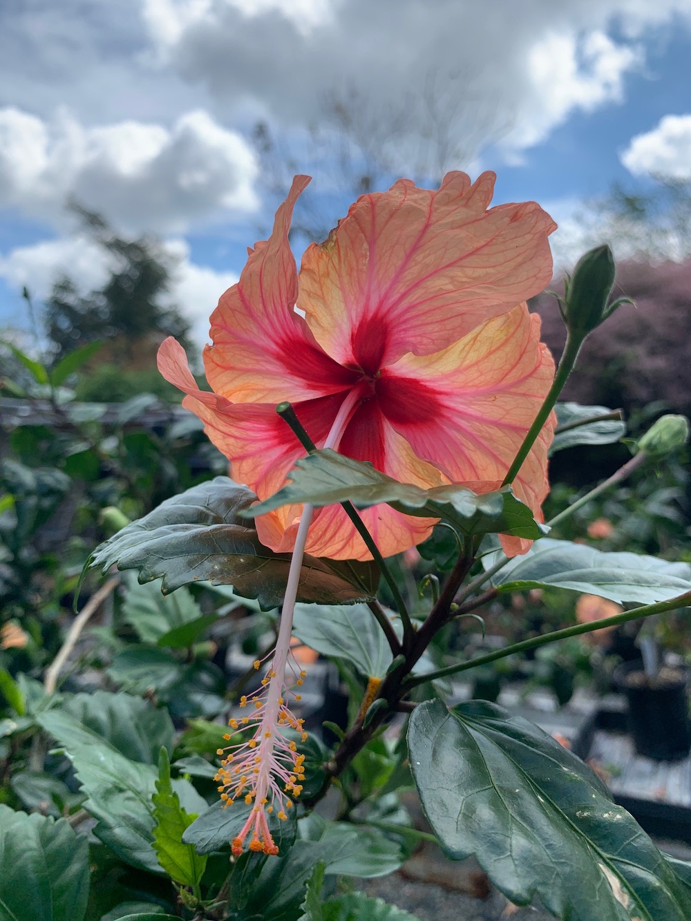 Botanical Gardens of the US Virgin Islands - Travel with Wendy